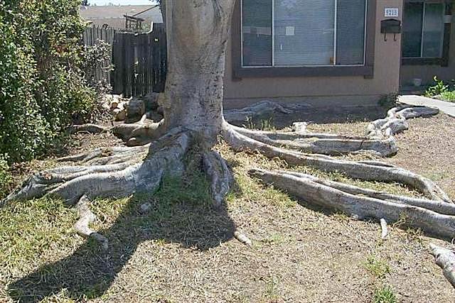 Tree Damage to Walls & Foundations – SANS10400-H Annex-D – SANS10400 ...